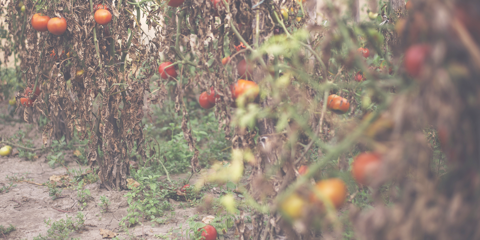 What is “Shalom” According to the Bible?